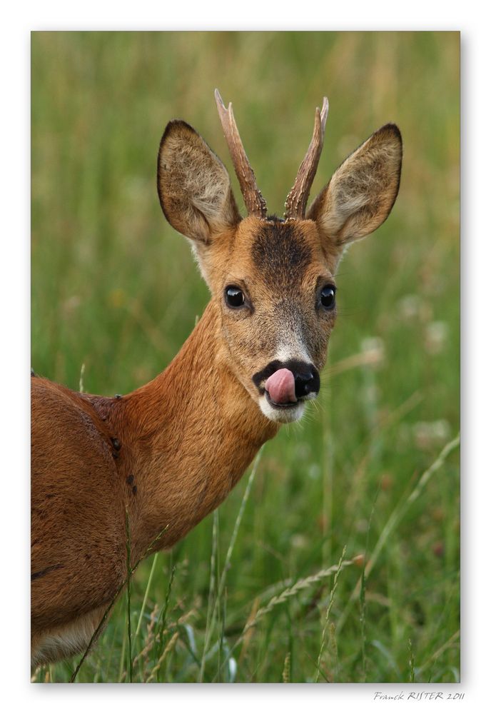 Brocard photo et image | animaux, animaux sauvages, cervidés sauvages ...