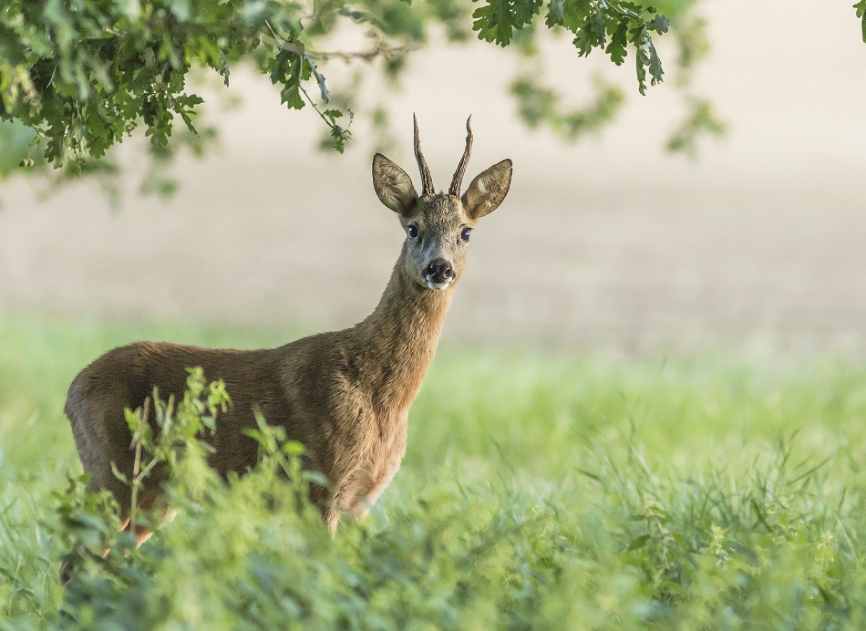 brocard photo et image | nature Images fotocommunity