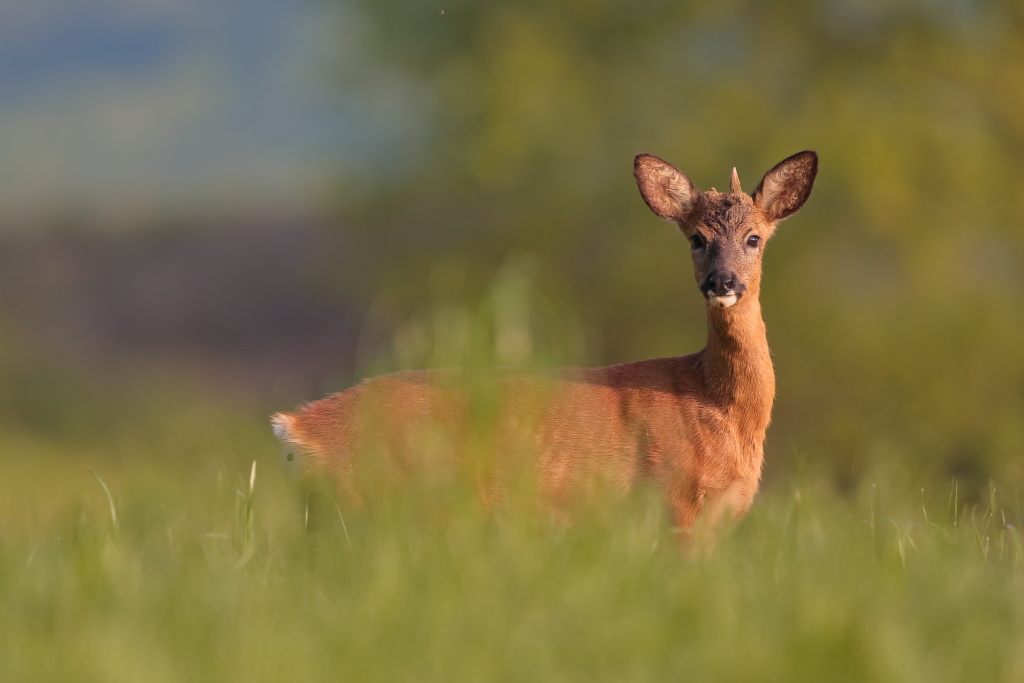 Brocard photo et image | chevreuils, nature, animaux Images fotocommunity