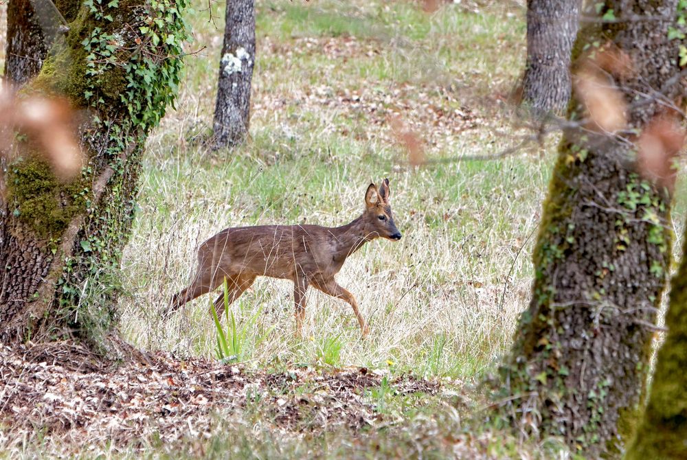 brocard a la maison photo et image | animaux, animaux sauvages ...