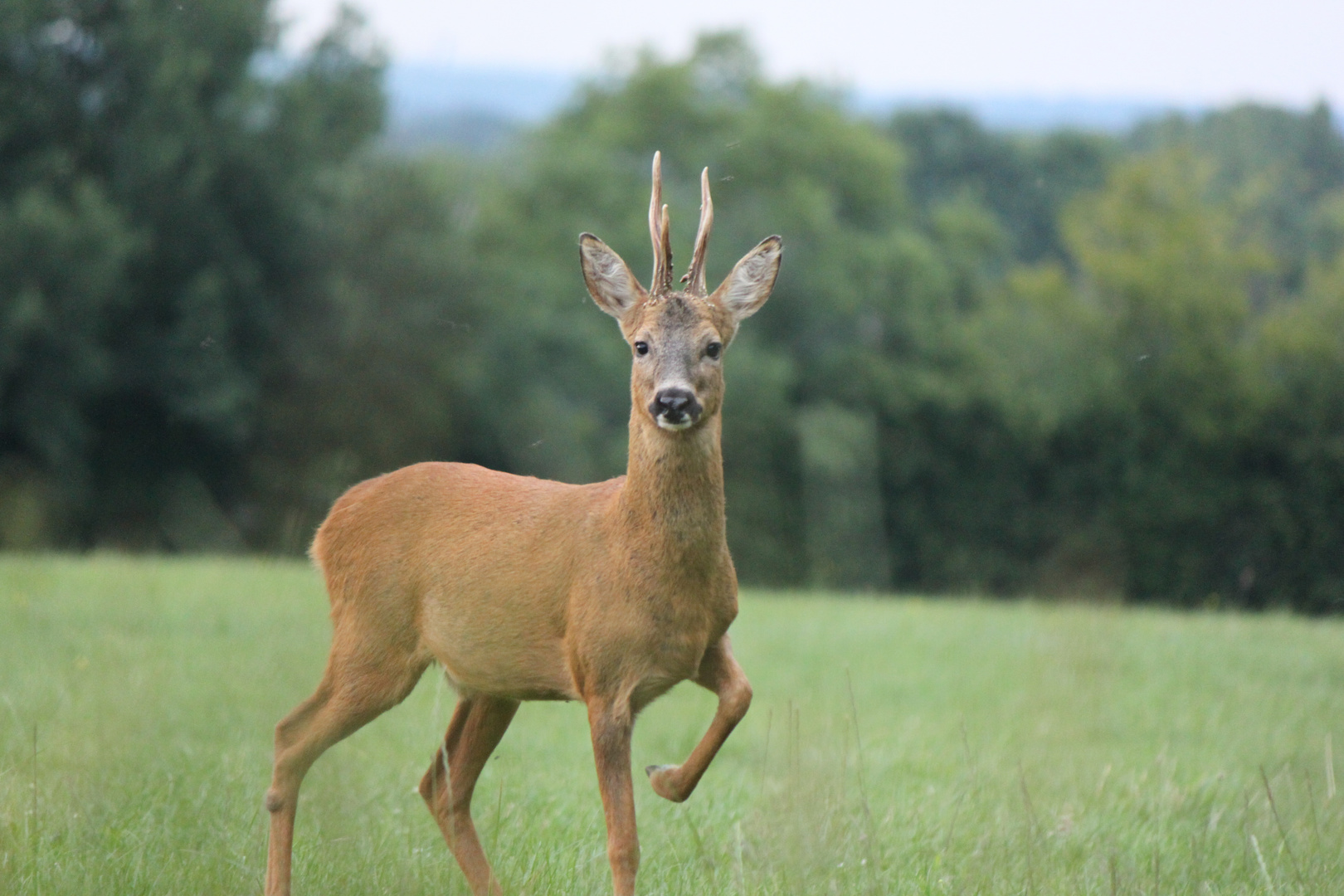 Brocard à l'arrêt photo et image | animaux, animaux sauvages, cervidés ...