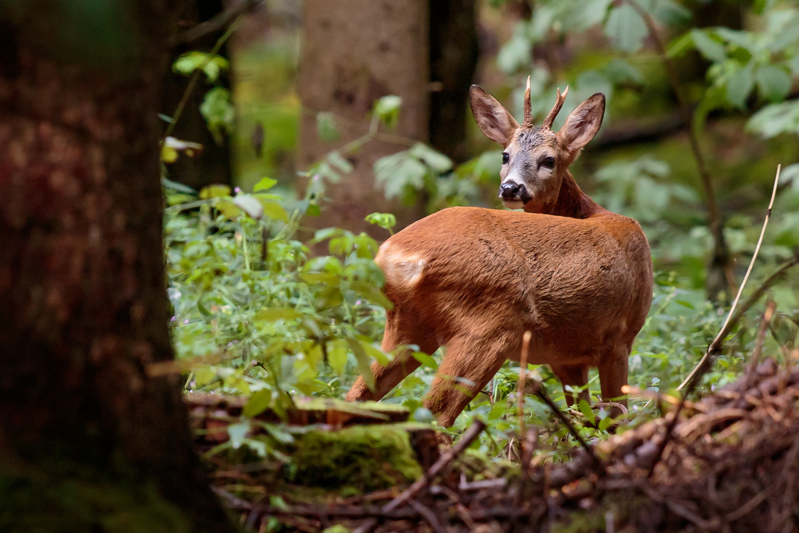 Brocard, photo et image | animaux, animaux sauvages, cervidés sauvages ...