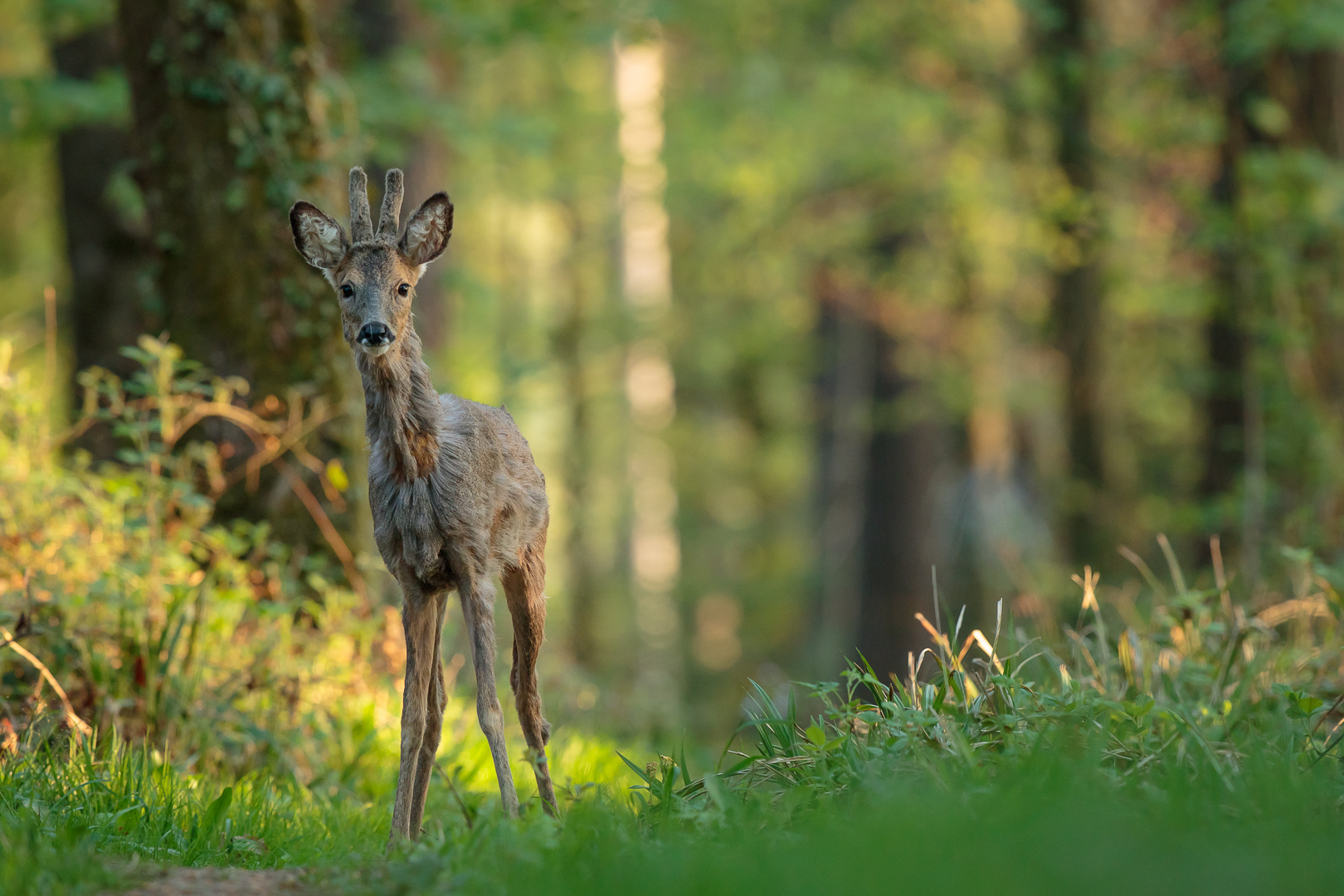 Brocard, photo et image | nature, animaux, animaux sauvages Images ...