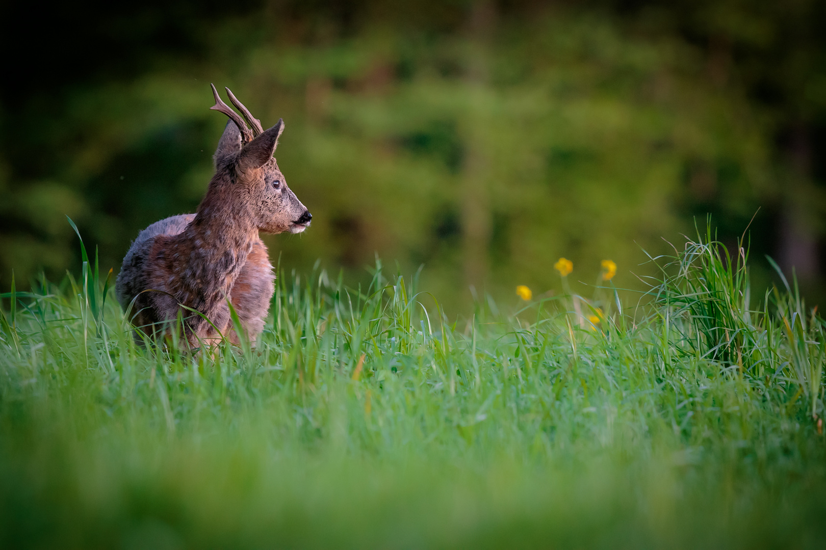 Brocard photo et image | animaux, animaux sauvages, cervidés sauvages ...