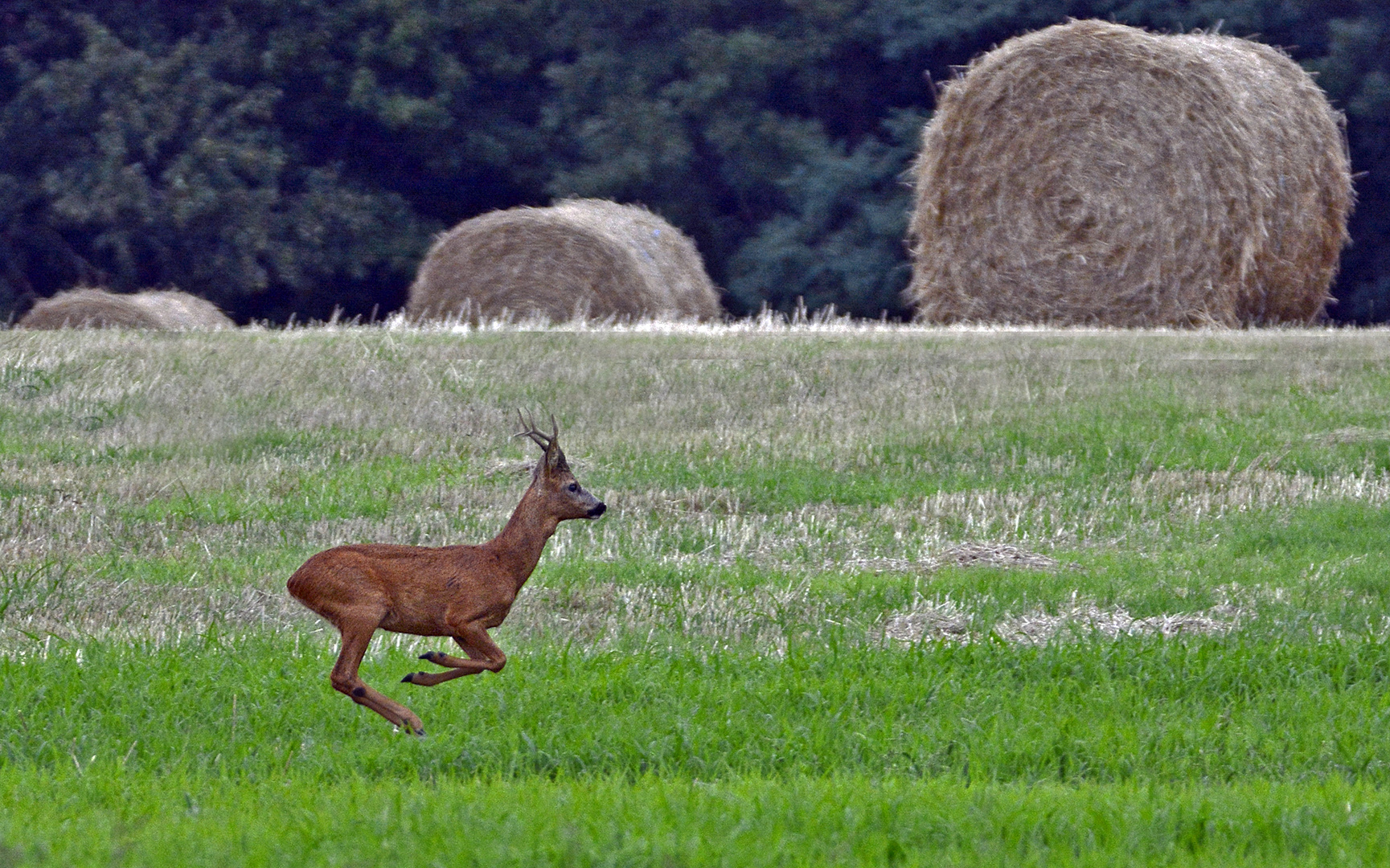 Brocard bondissant. photo et image | animaux, animaux sauvages ...