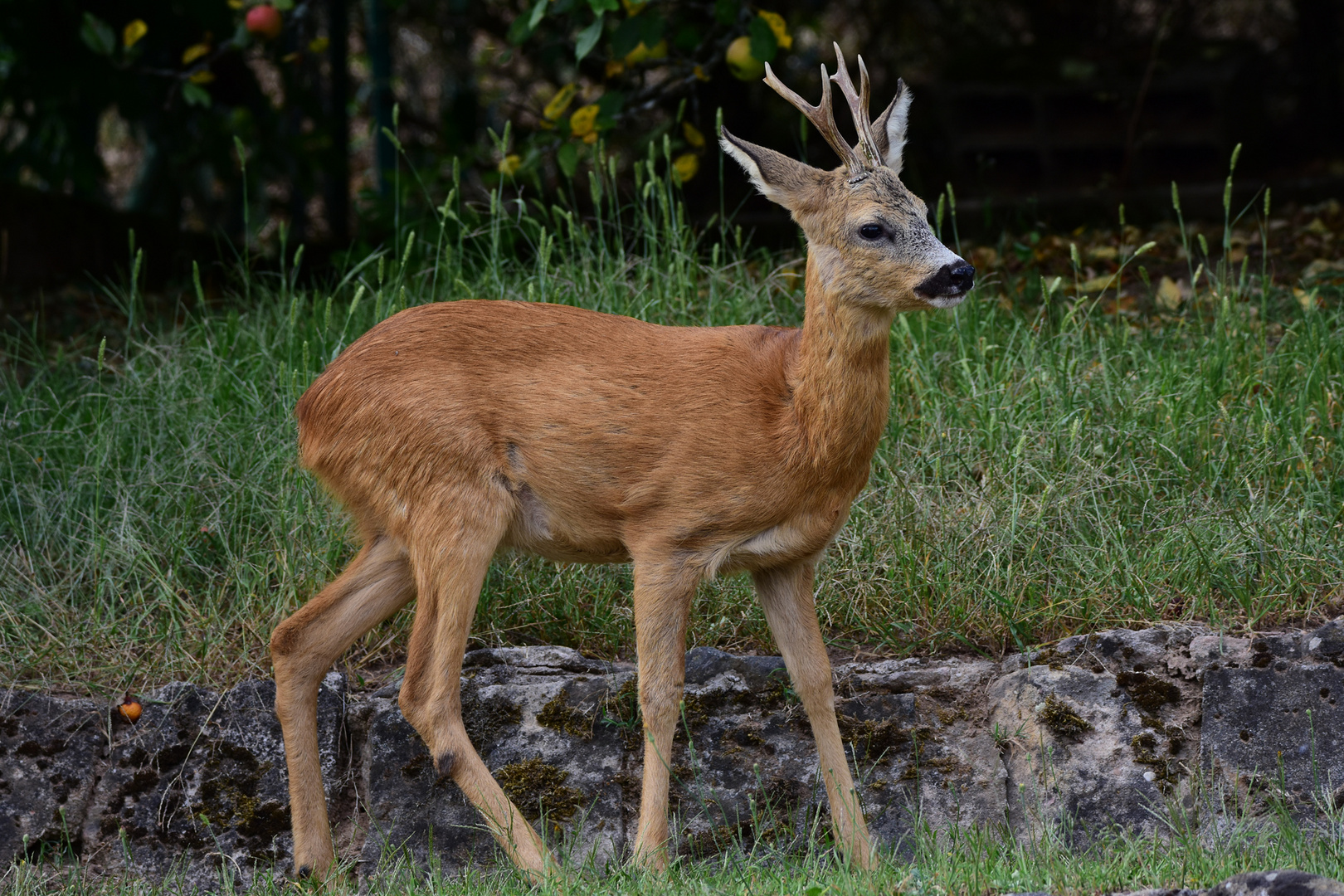 Brocard photo et image | nature, animaux, animal Images fotocommunity