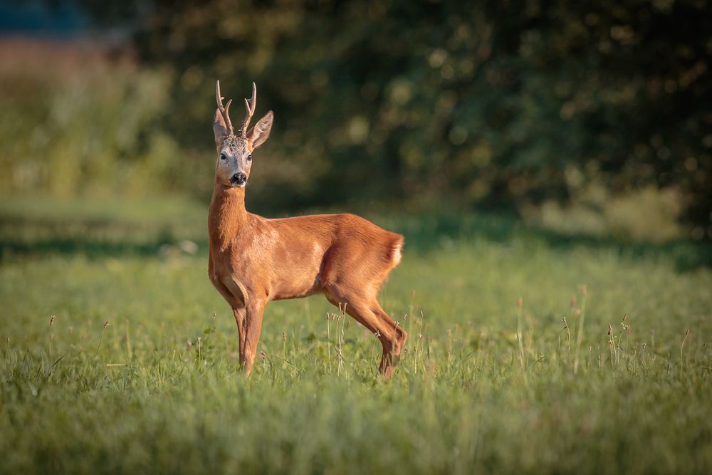 Brocard surpris, photo et image | animaux, animaux sauvages, cervidés ...