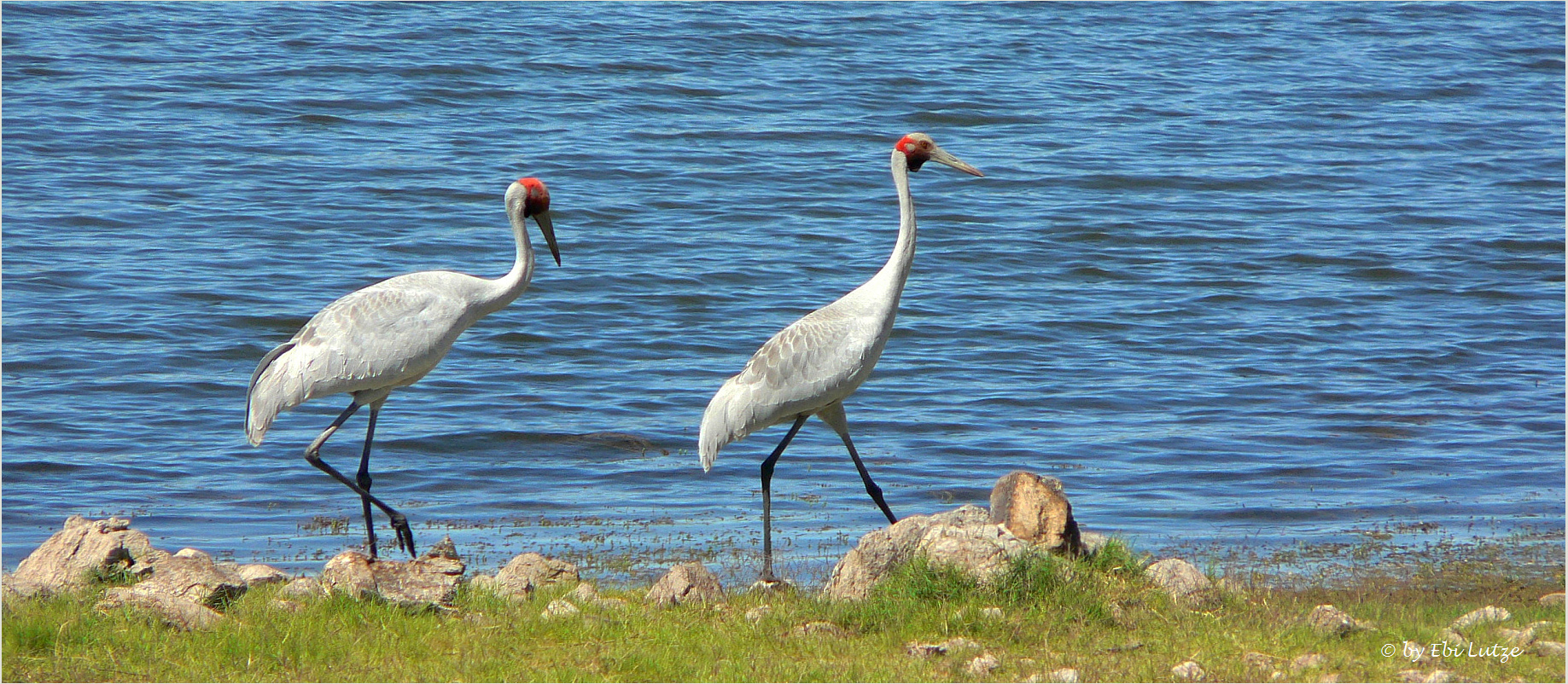 Brolgas at Lake Corella *** Foto & Bild | australia, world, birds ...