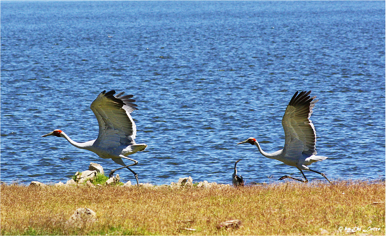 Brolga's Take off *** Foto & Bild | australia, world, queensland Bilder ...