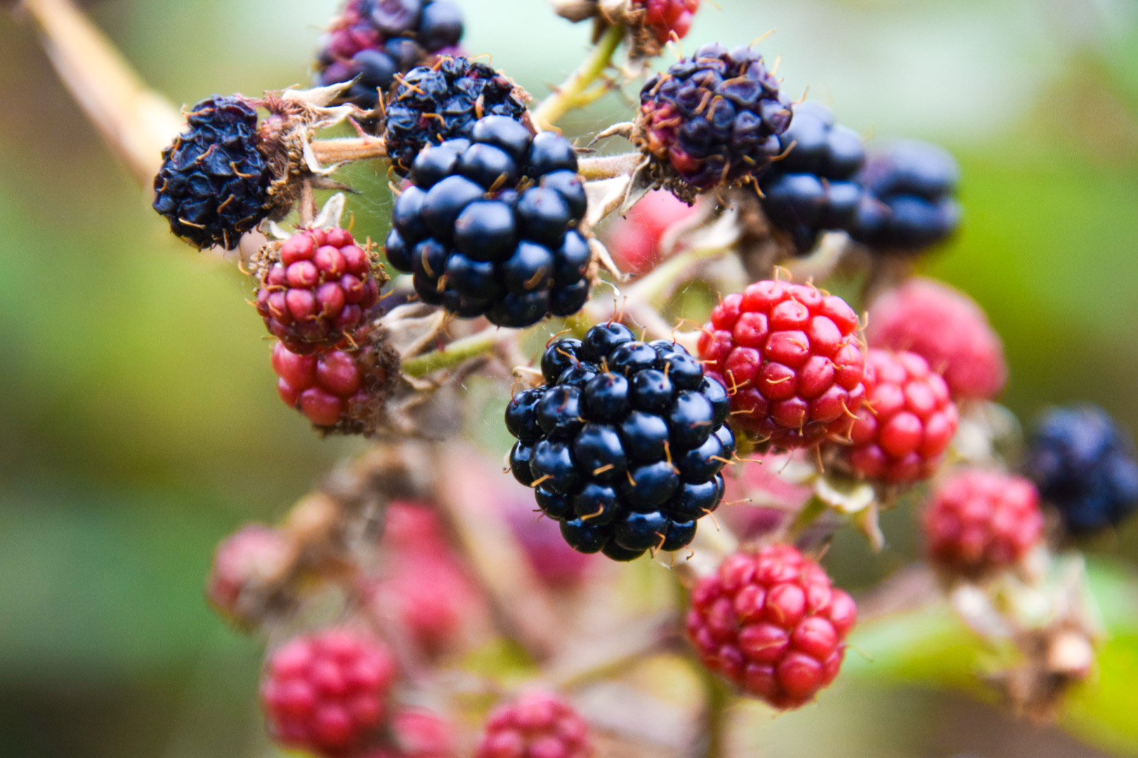 Brombeeren Panorama Foto & Bild | natur-kreativ, fotos, natur Bilder ...