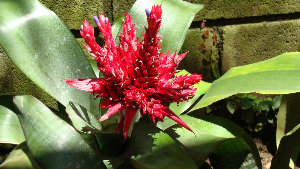 Bromelia Florecida Imagen & Foto | plantas, flores, bromelia Fotos de ...