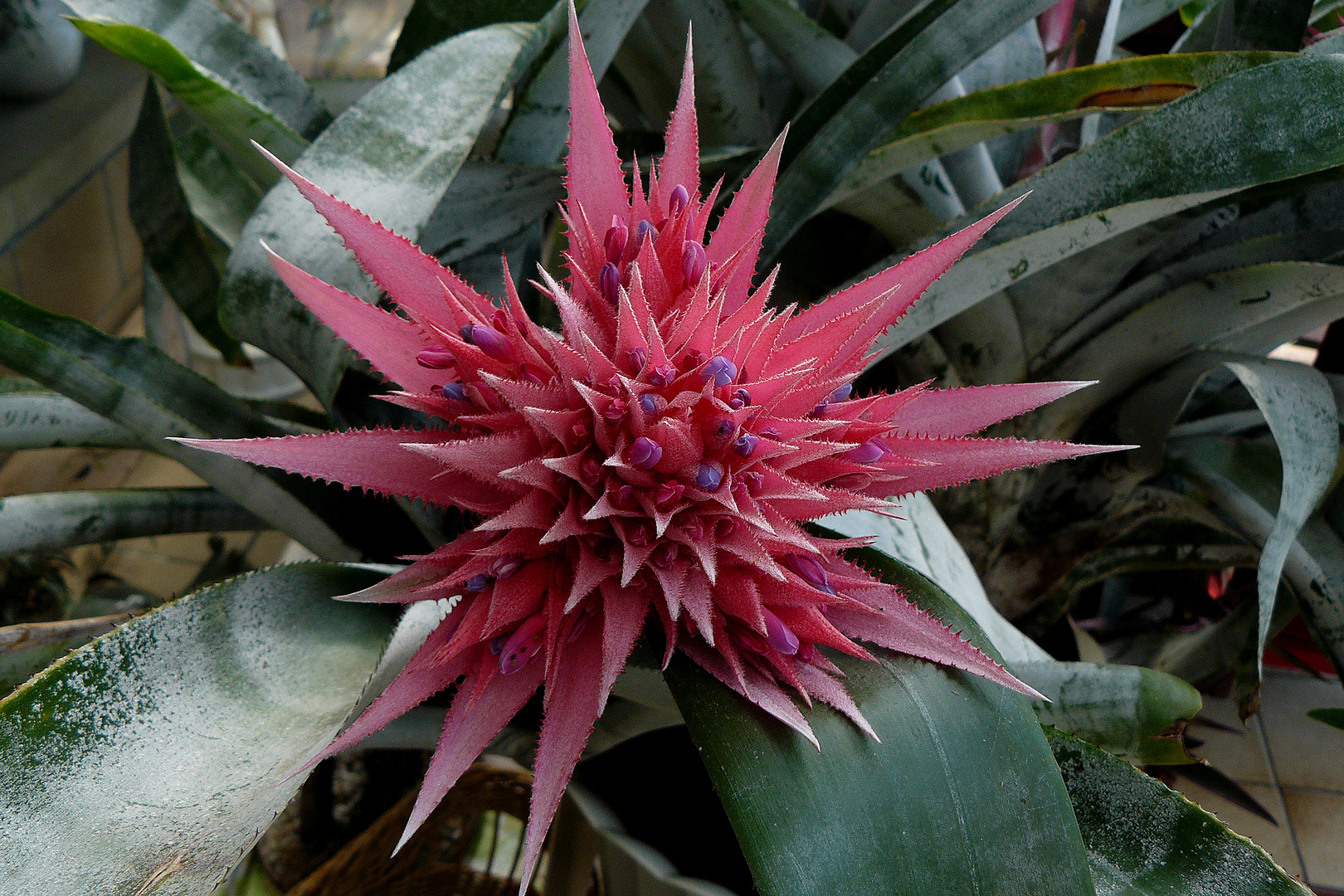 Bromelien blühen seit Dezember im Wintergarten Foto & Bild | pflanzen ...