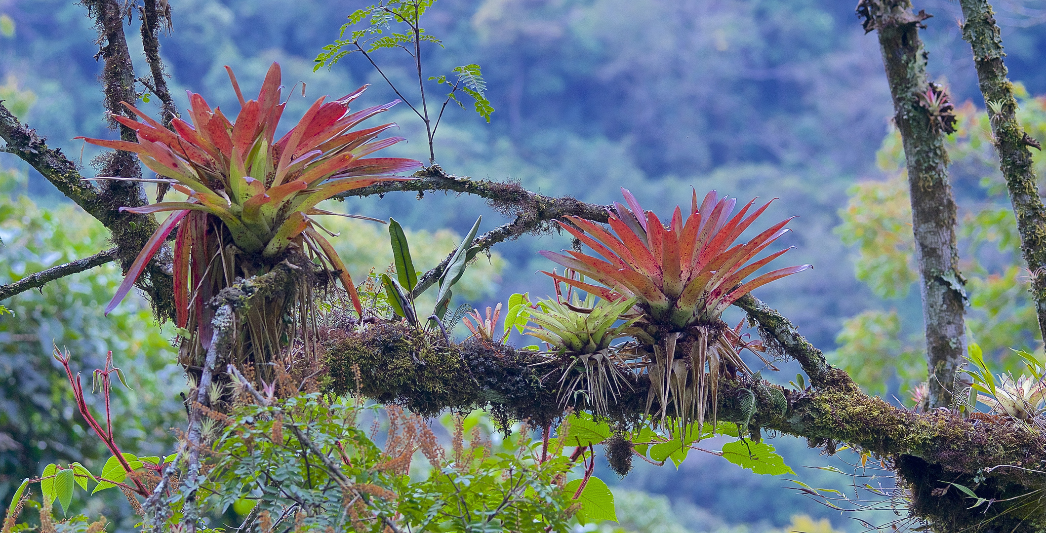 Bromelien im Nebelwald in Peru Foto & Bild | natur, pflanzen, wildlife ...