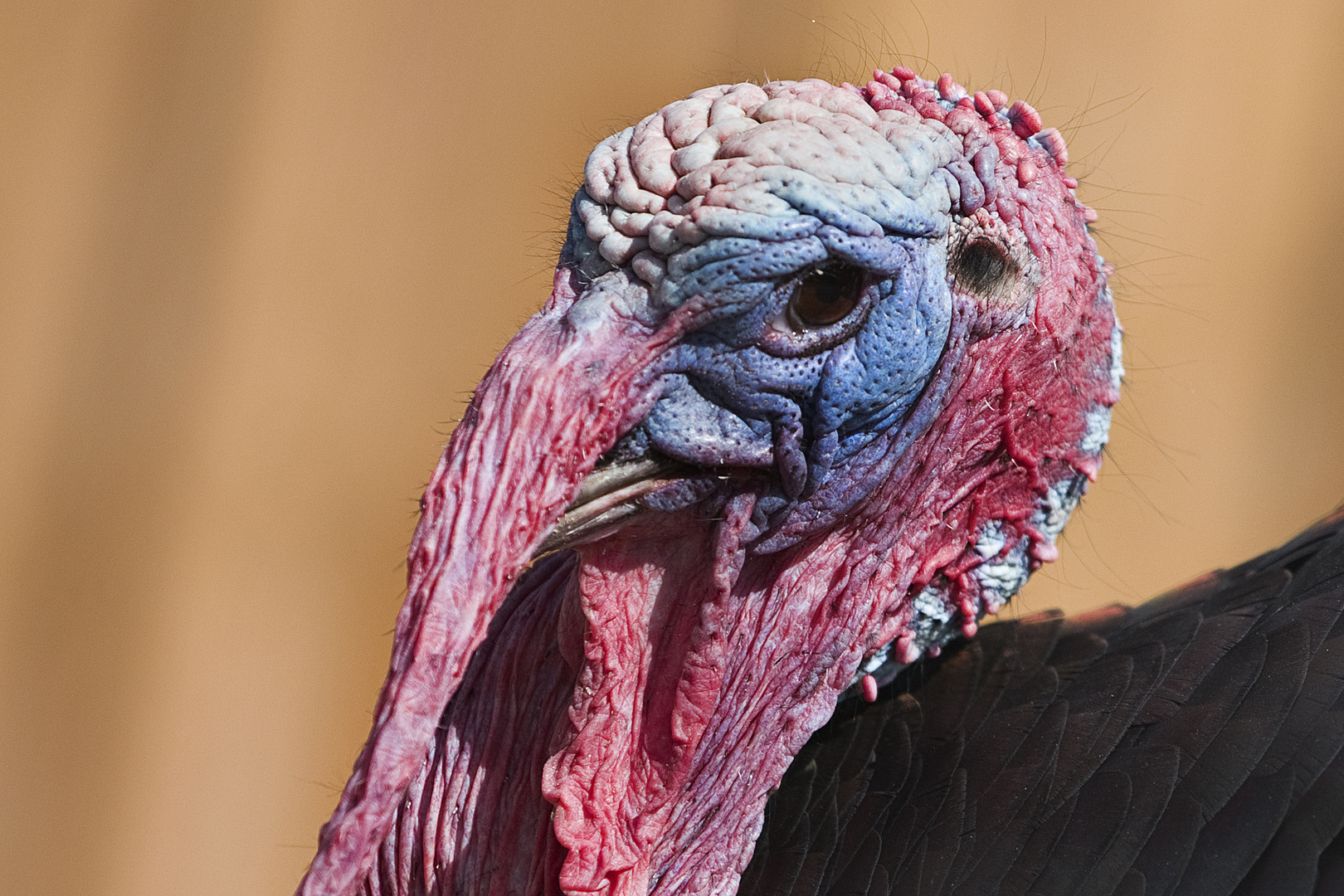 Bronze Puter Foto & Bild | tiere, tierdetails, vögel Bilder auf ...