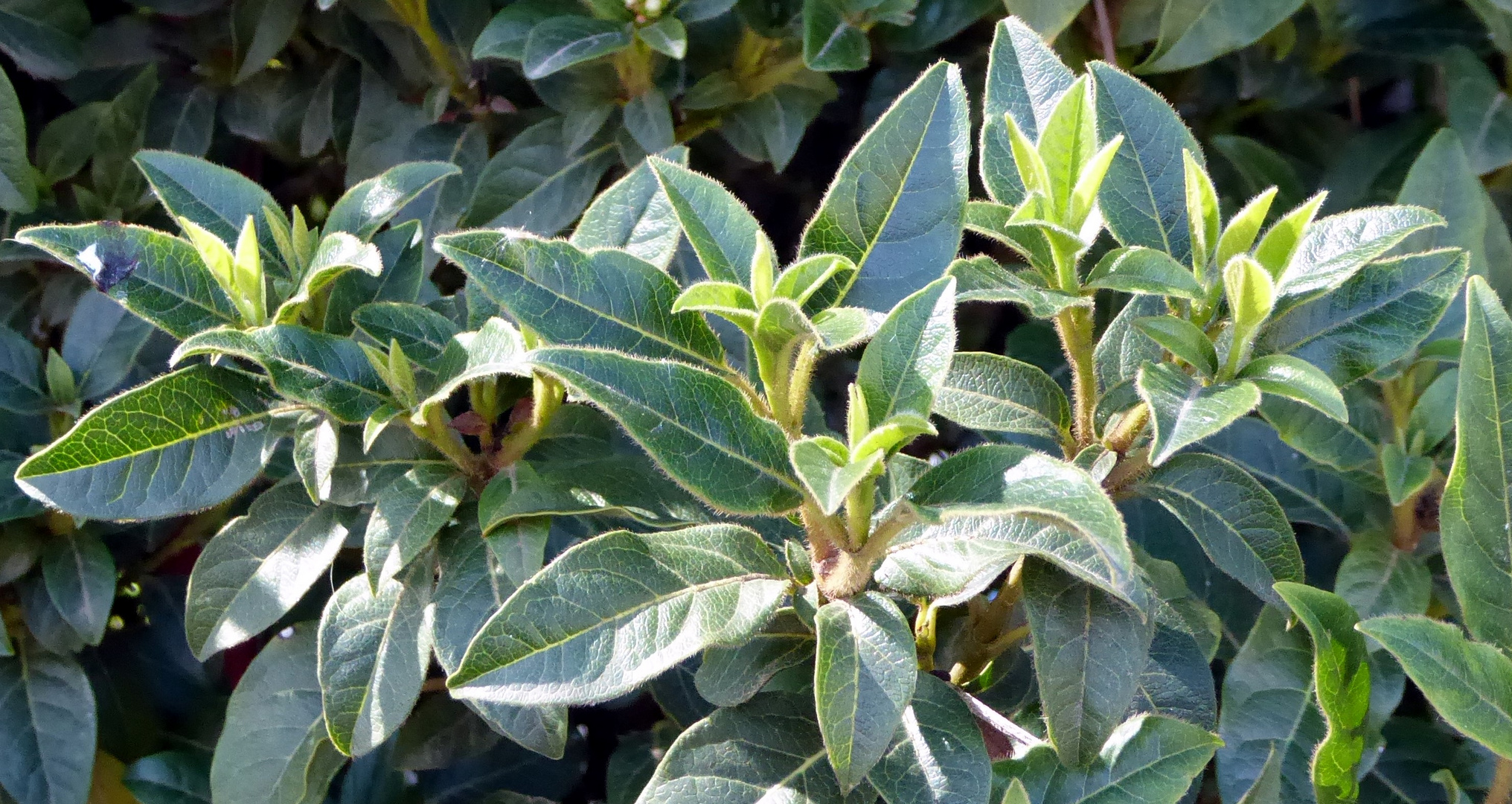 Brotes Imagen & Foto | naturaleza Fotos de fotocommunity