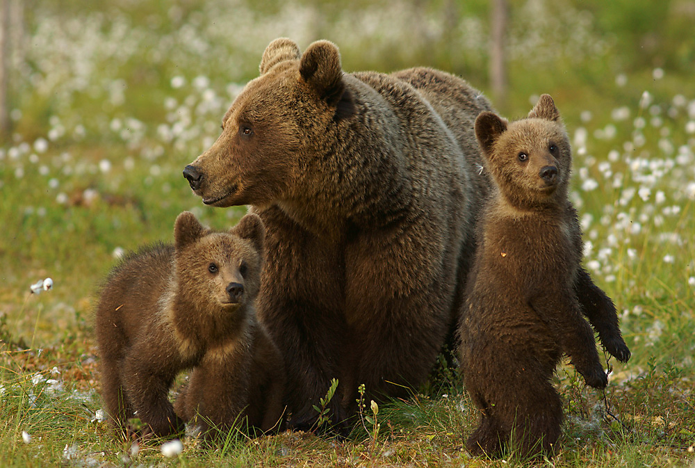 Brown bear mother with cubs Foto & Bild | animali, mammiferi allo stato ...