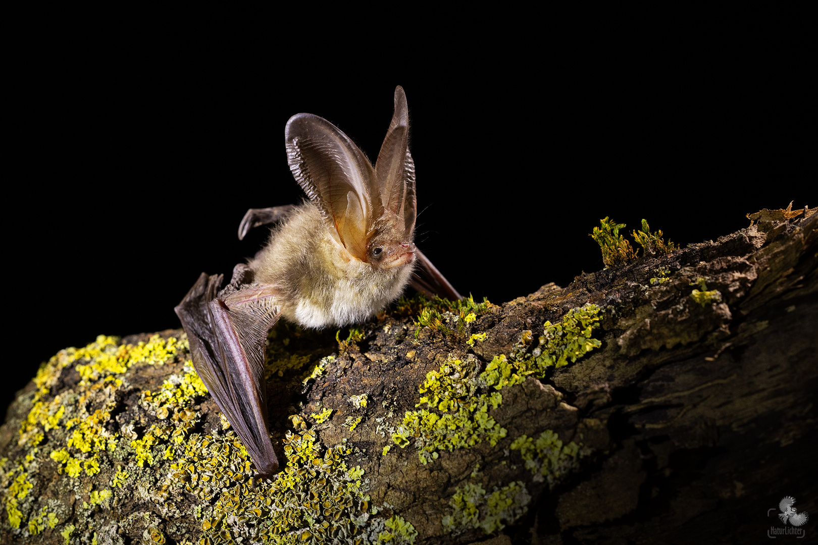 Brown long-eared bat (Plecotus auritus), Braunes Langohr Foto & Bild ...