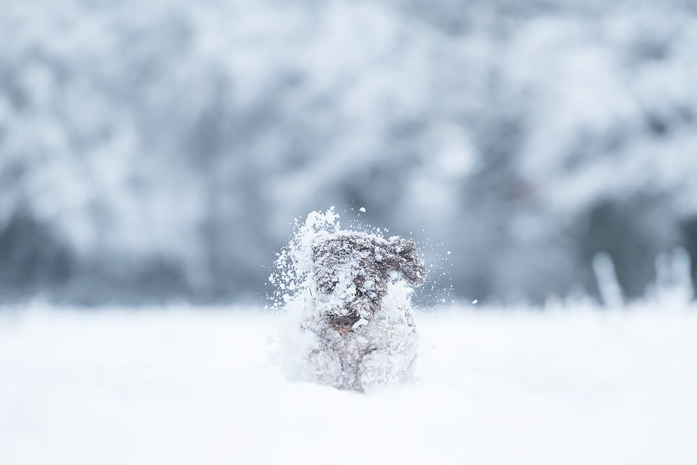 Brrr, jetzt aber ab... Foto & Bild | tiere, haustiere, hunde Bilder auf ...