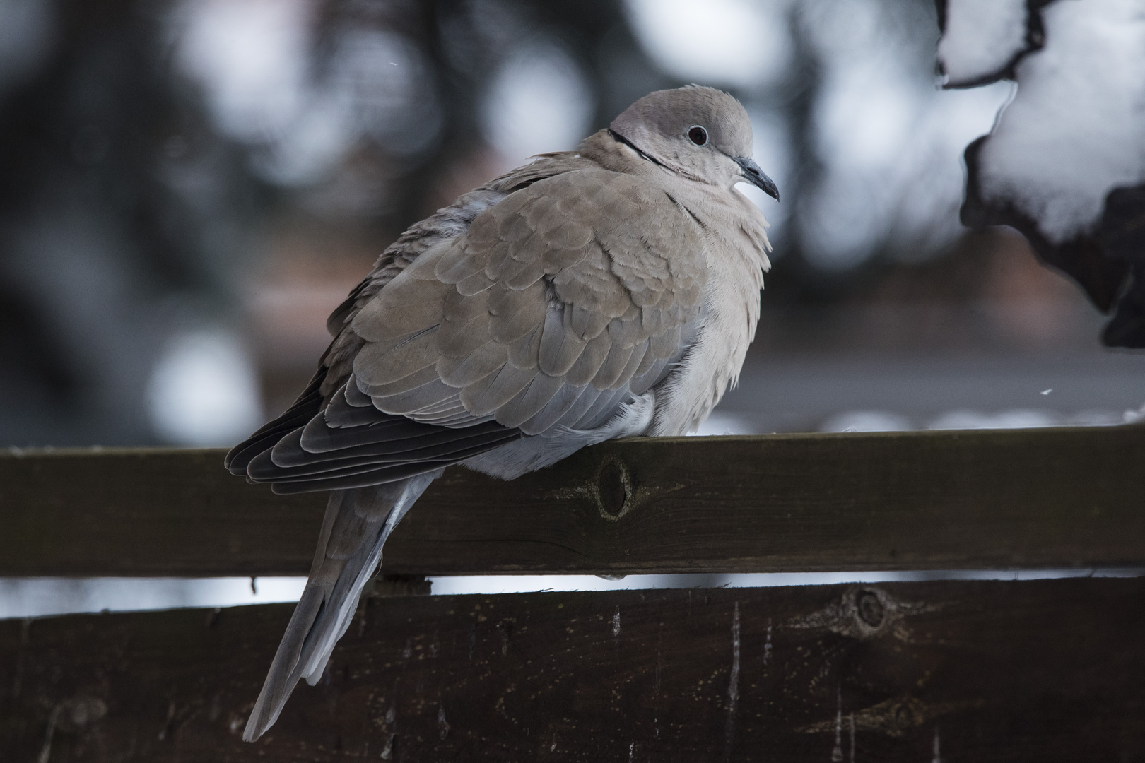 Brrr... kalt hier draußen Foto & Bild | fotos, winter, natur Bilder auf ... Brrr... kalt hier draußen Foto & Bild | fotos, winter, natur Bilder auf ...