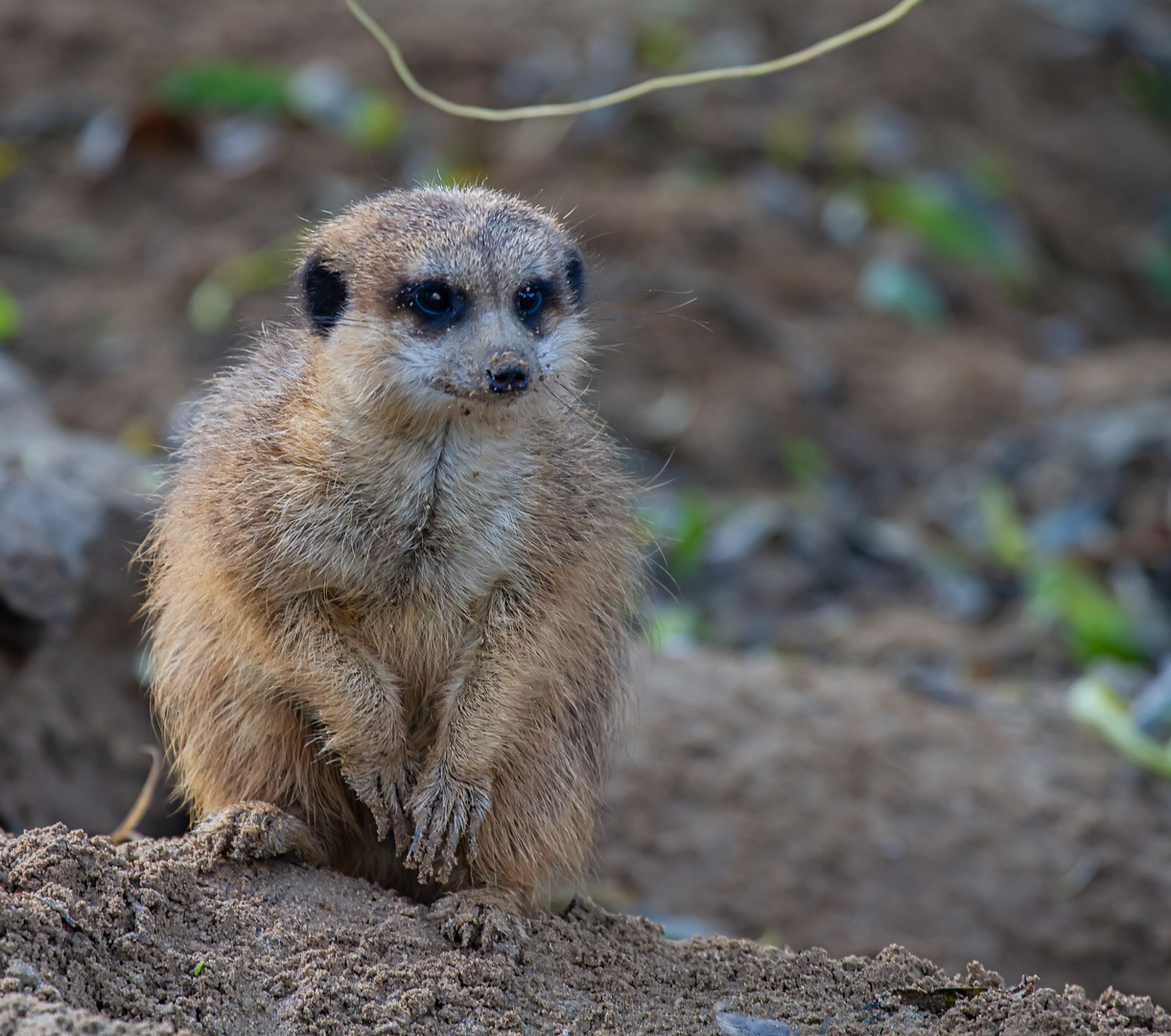 Brrr, mir ist kalt!!! Foto & Bild | tiere, zoo, wildpark & falknerei ...