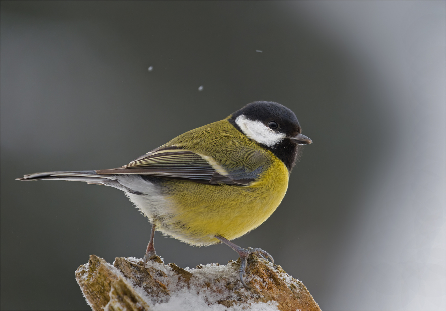Brrrr kalt..... Foto & Bild | natur, olympus, bird Bilder auf fotocommunity