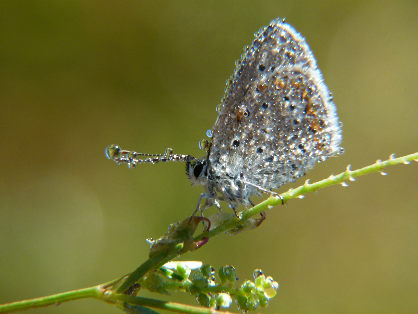 * brrrrr * photo et image | animations photographiques, macro nature ...