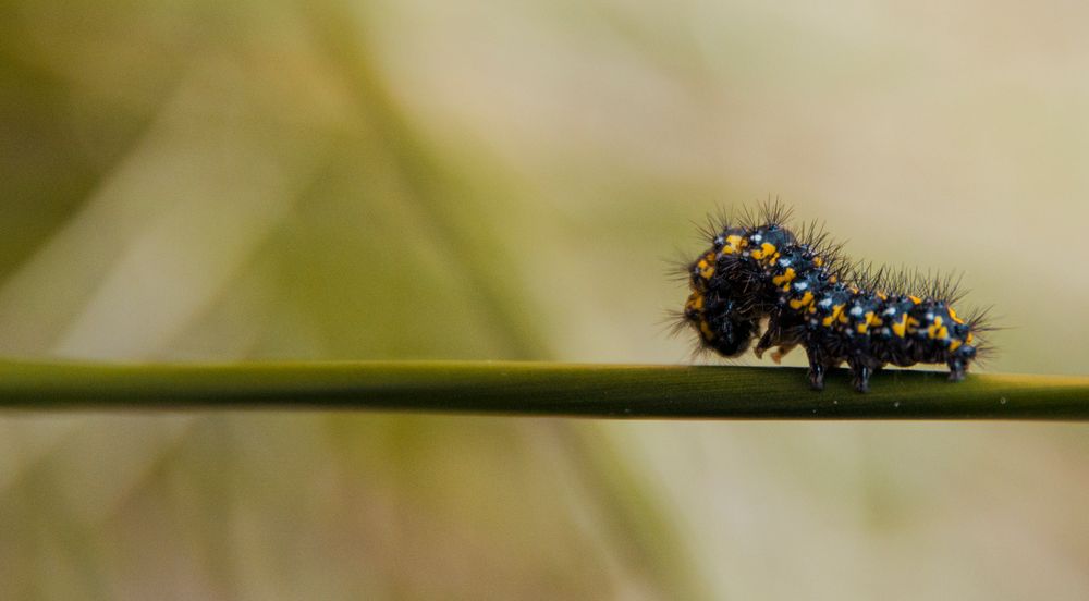 bruco Foto % Immagini| fotos, wald, outdoor Foto su fotocommunity