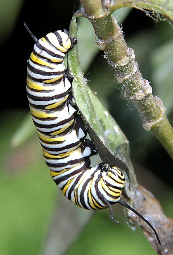 Bruco Foto % Immagini| macro e close up, natura Foto su fotocommunity