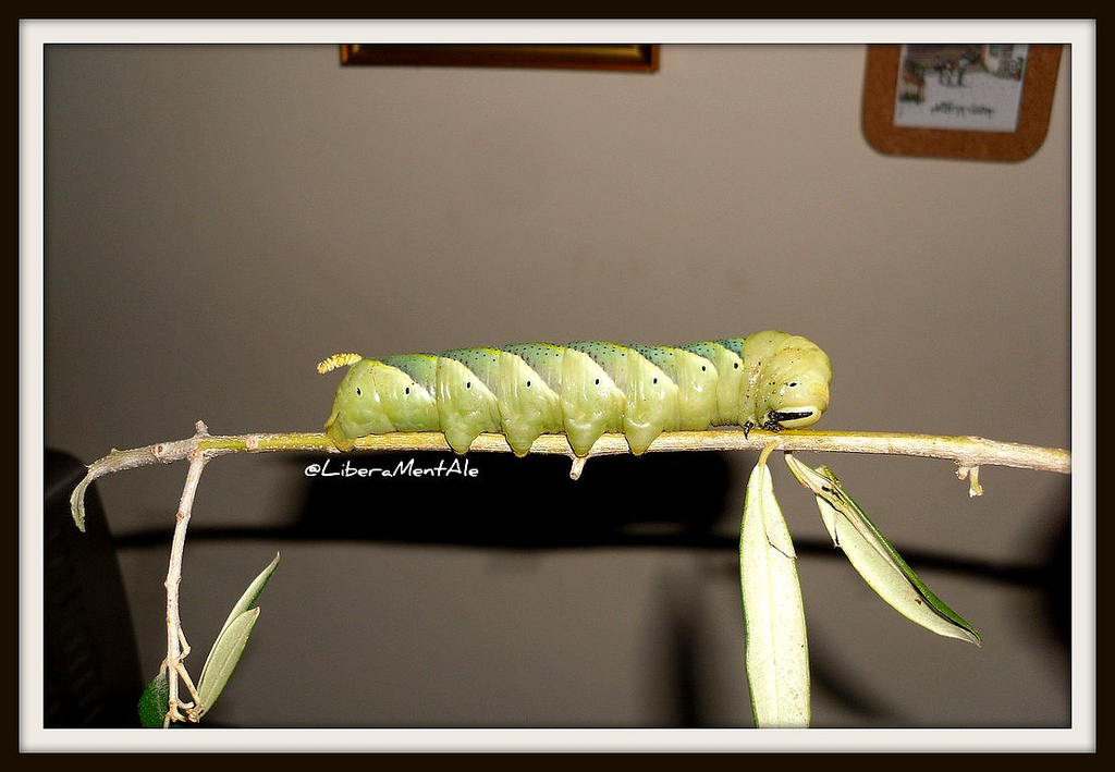 Bruco Gigante dell'olivo (Bruco sfinge testa di morto) Foto % Immagini ...