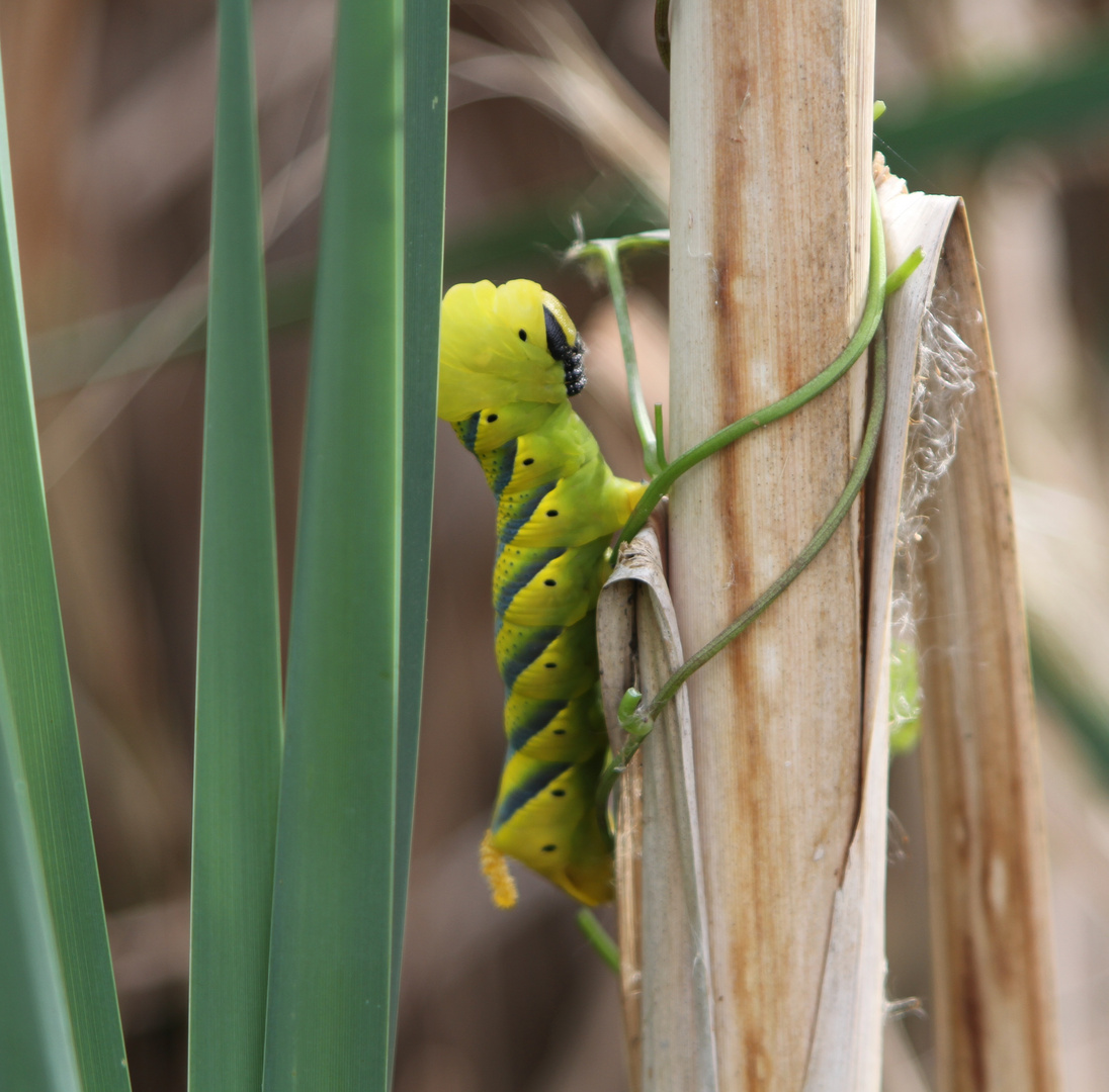 Bruco, Sfinge testa di morto (Acherontia atropos) Foto % Immagini ...