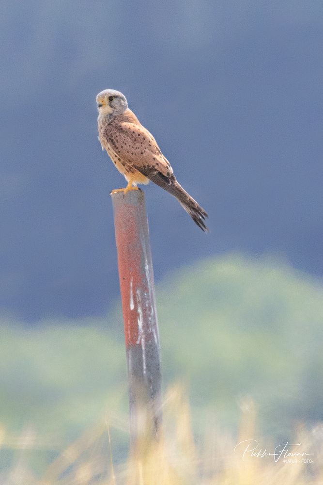 brütende Hitze Foto & Bild | tiere, wildlife, wild lebende vögel Bilder ...