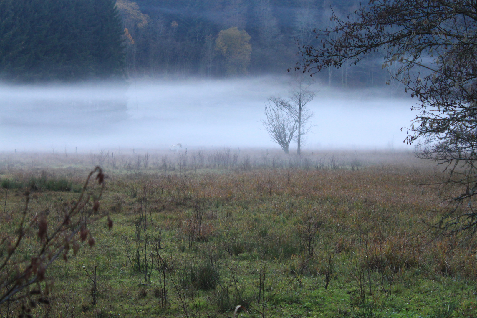 Brume photo et image | nature, brume, montagne Images fotocommunity