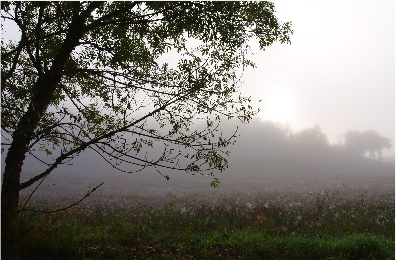Brume automnale photo et image | baum, herbst, frankreich Images ...
