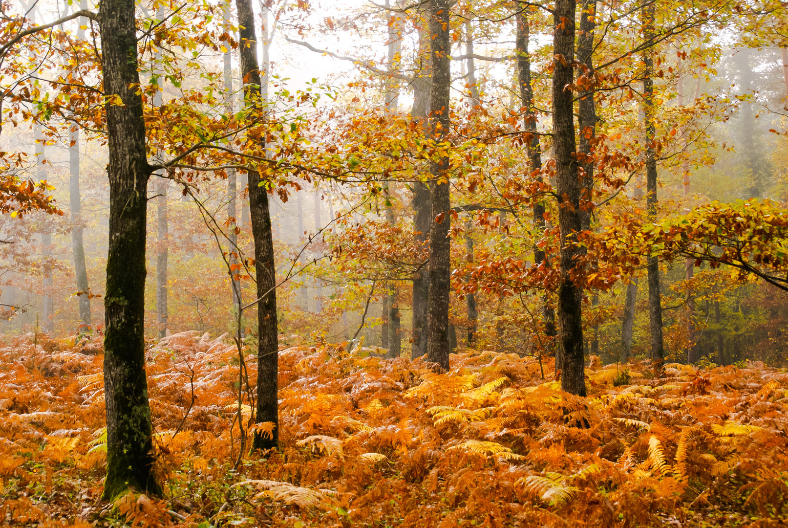 Brume automnale photo et image | france, nature, world Images fotocommunity