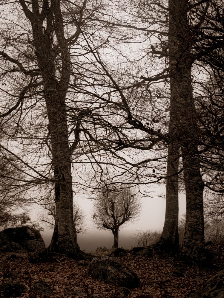 Brume photo et image | europe, france, cévennes, lozère... Images ...