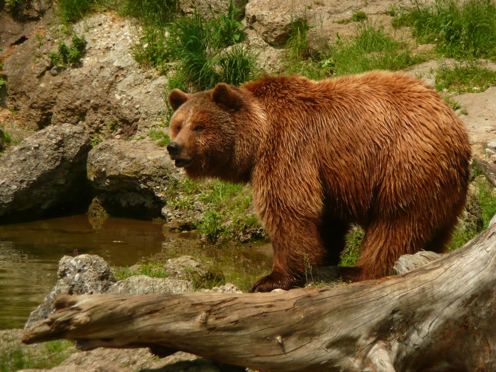 "Brummbär" Foto & Bild | tiere, zoo, wildpark & falknerei, säugetiere ...