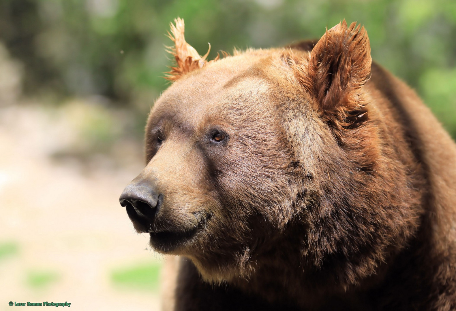 Brummbär Foto & Bild | tiere, zoo, wildpark & falknerei, säugetiere ...