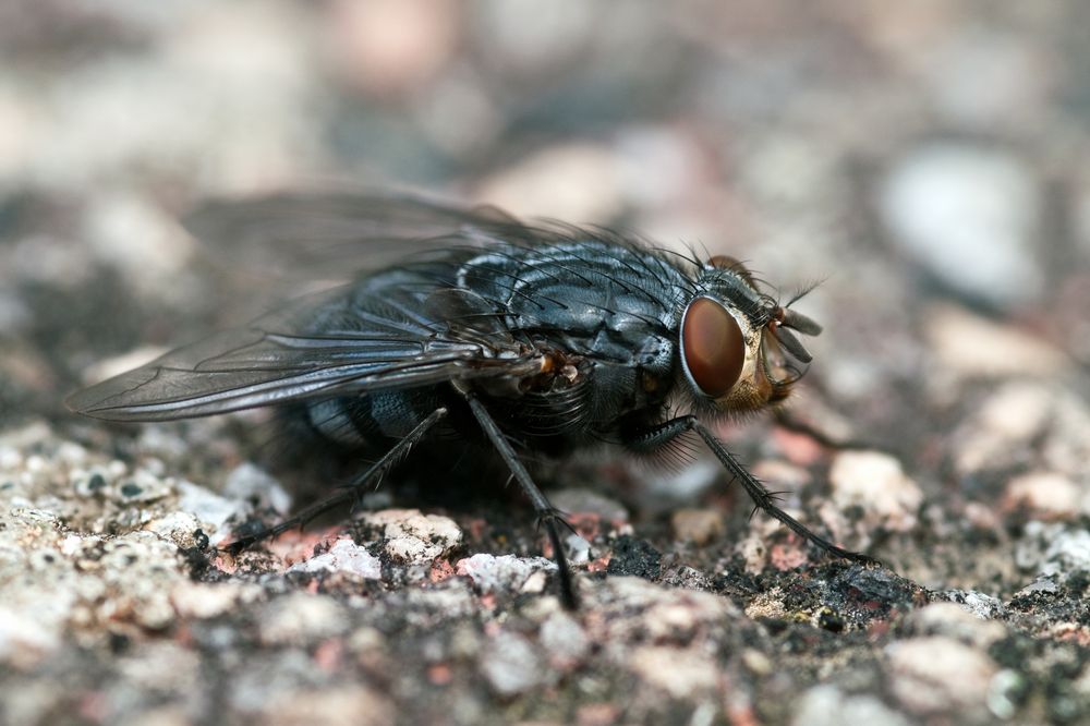 Brummer Foto & Bild | tiere, wildlife, insekten Bilder auf fotocommunity