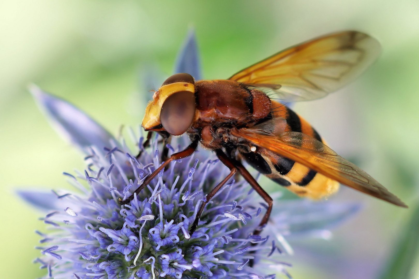 Brummer Foto & Bild | natur, insekten Bilder auf fotocommunity