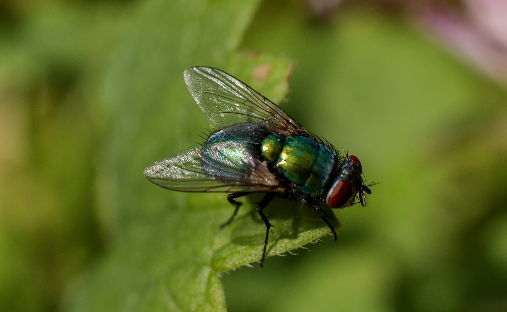 Brummer Foto & Bild | tiere, nacht, nahaufnahme Bilder auf fotocommunity