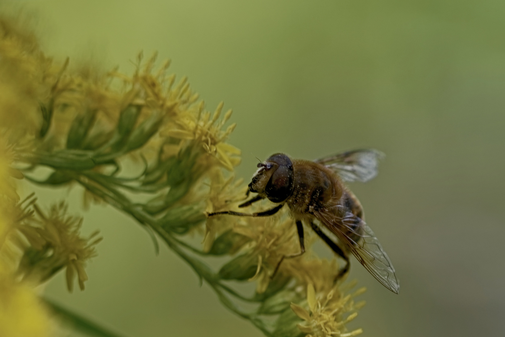 Brummi Foto & Bild | tiere, wildlife, insekten Bilder auf fotocommunity