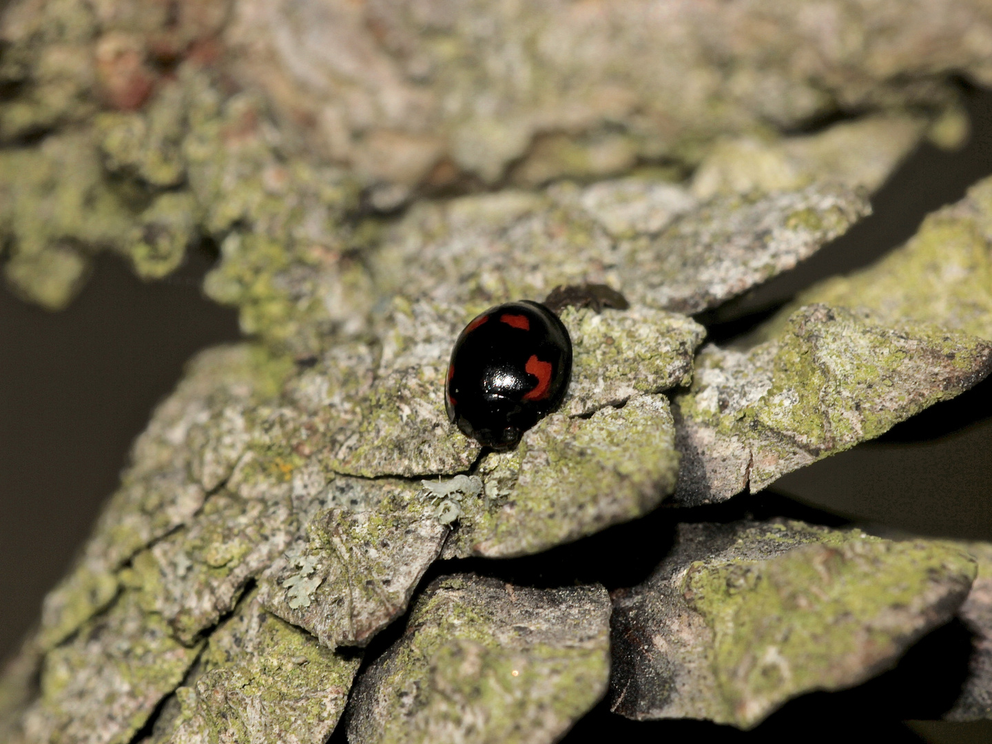 (BRUMUS = EXOCHOMUS OBLONGUS?) Nein, Exochomus quadripustulatus ...