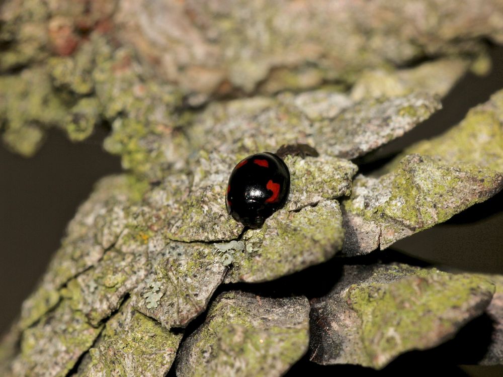 (BRUMUS = EXOCHOMUS OBLONGUS?) Nein, Exochomus quadripustulatus ...