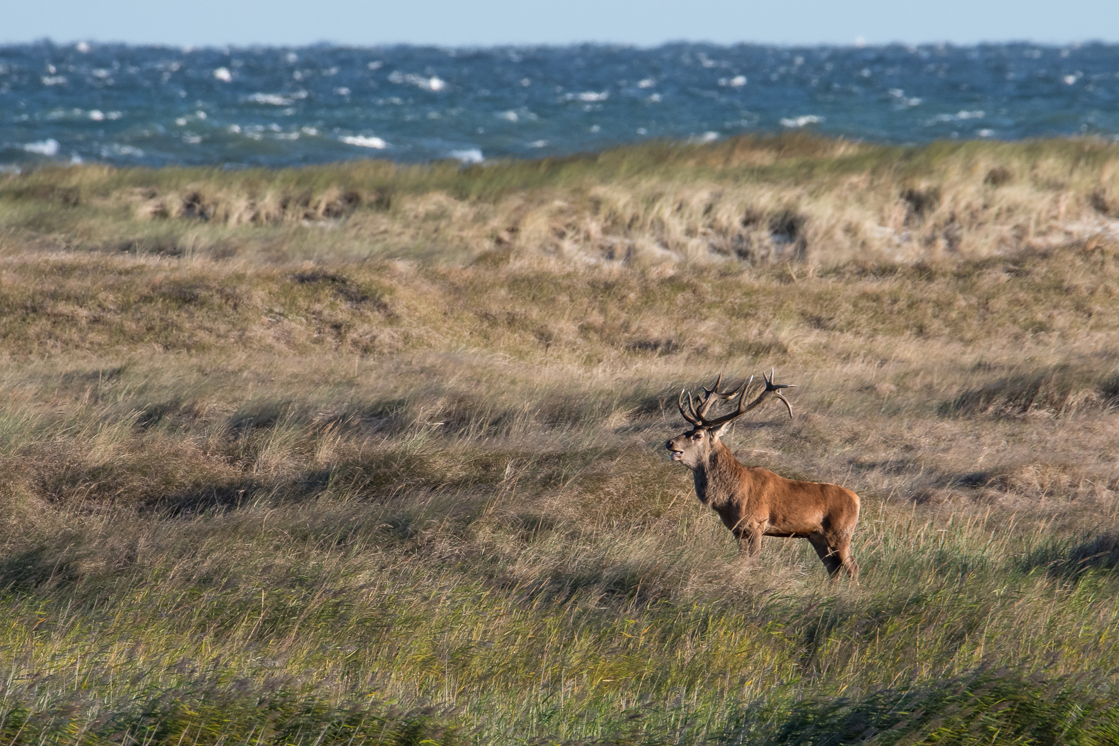 Brunftzeit der Hirsche Foto & Bild | tiere, wildlife, säugetiere Bilder ...