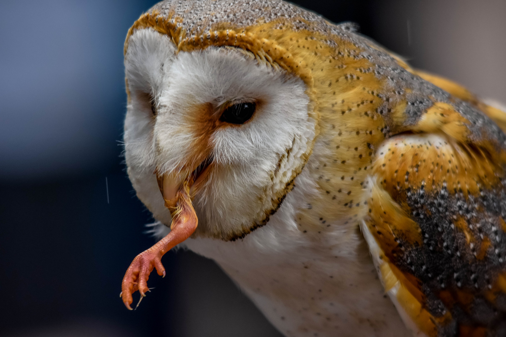 Brust oder Keule ? Foto & Bild | wald, natur, tiere Bilder auf ...