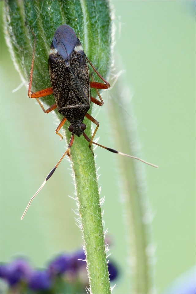 Brust oder Keule? Foto & Bild | tiere, wildlife, insekten Bilder auf ...