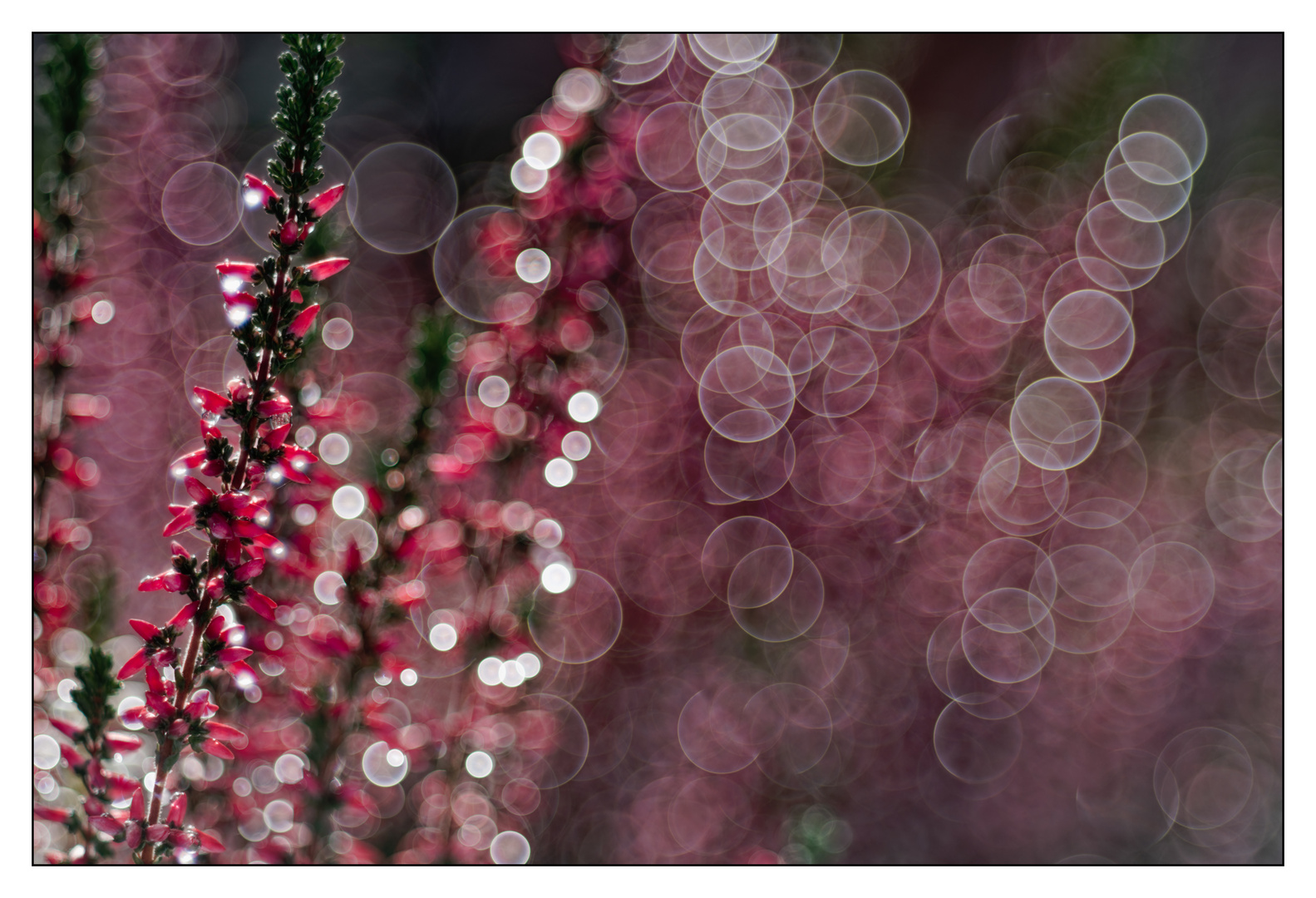 Bubble Bokeh Foto & Bild | world, natur, herbst Bilder auf fotocommunity