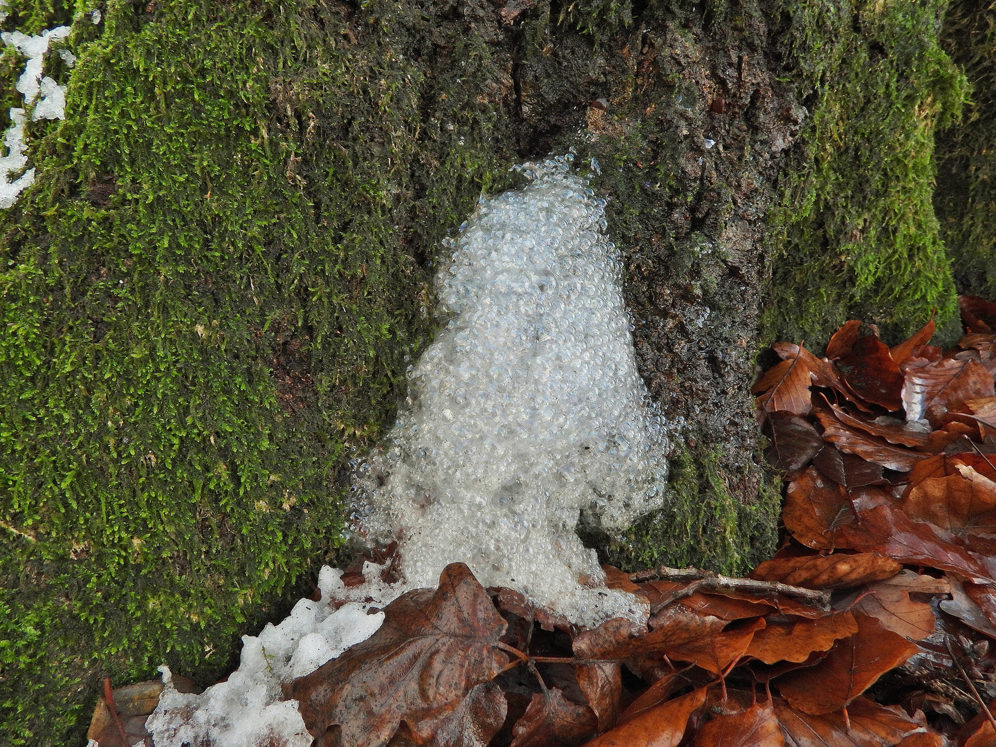 Bubble Tree_01 Foto & Bild | wald, bäume, baum Bilder auf fotocommunity