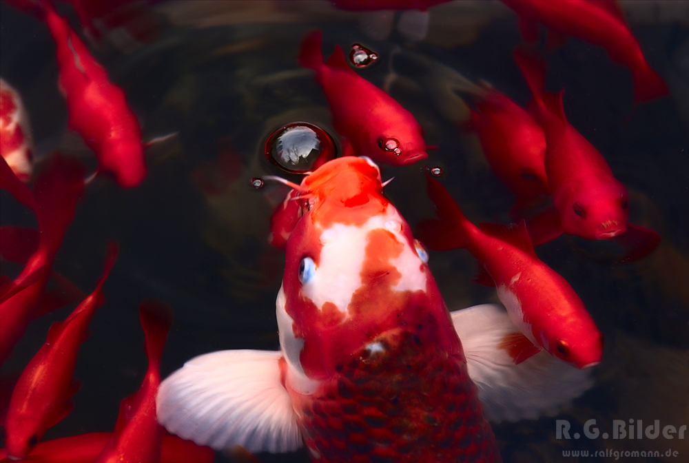 BubbleFish Foto & Bild | tiere, etc, fisch Bilder auf fotocommunity