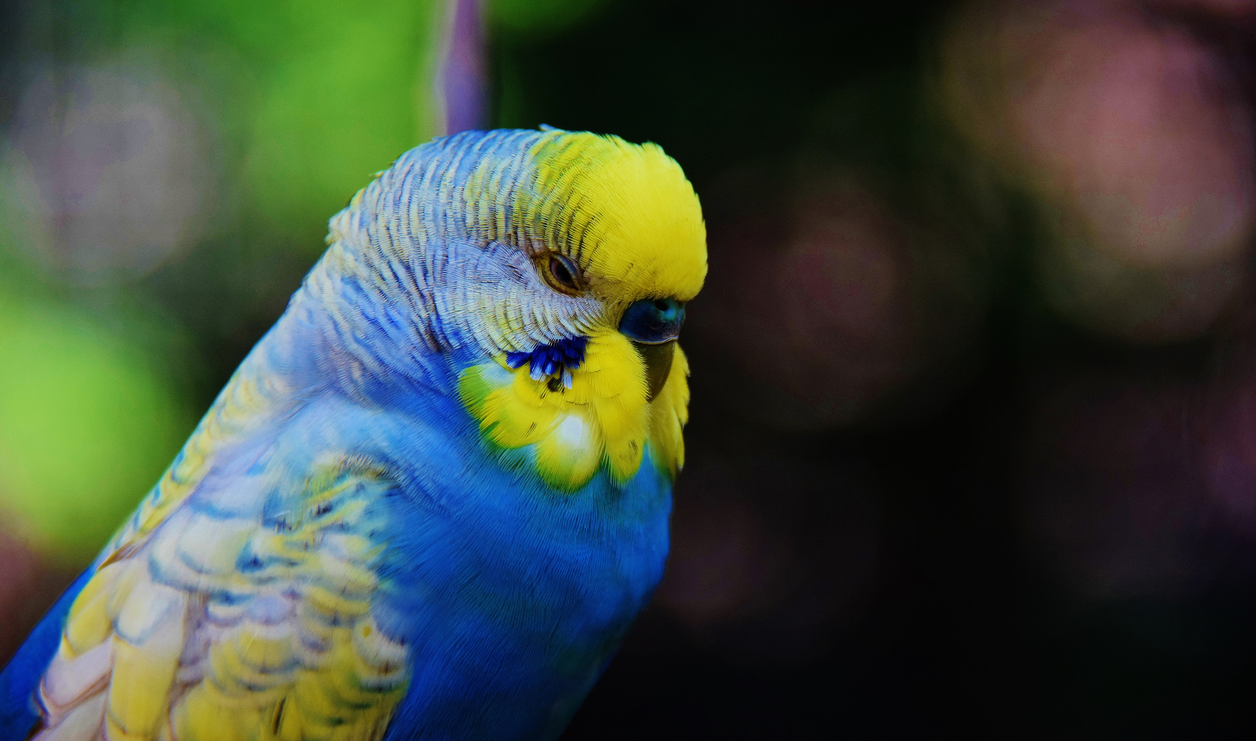 Bubi ..... Foto & Bild | tiere, zoo, wildpark & falknerei, vögel Bilder ...